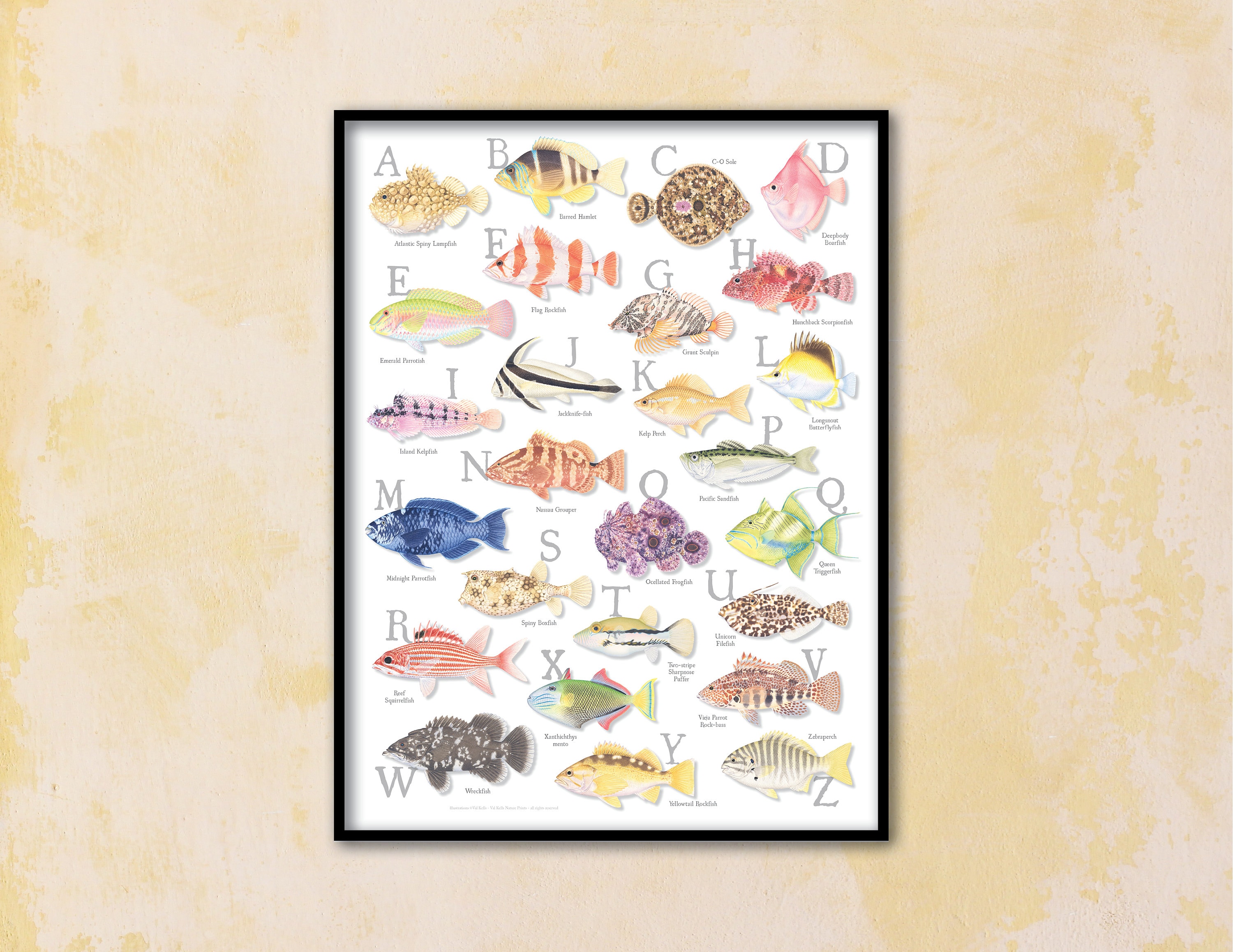 18x24 Fish Alphabet Poster Fun Alphabet Poster Super Colorful Fish ...