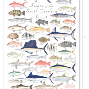 24x36 Fishes of the South Carolina Coast Poster; South Carolina Coast ...
