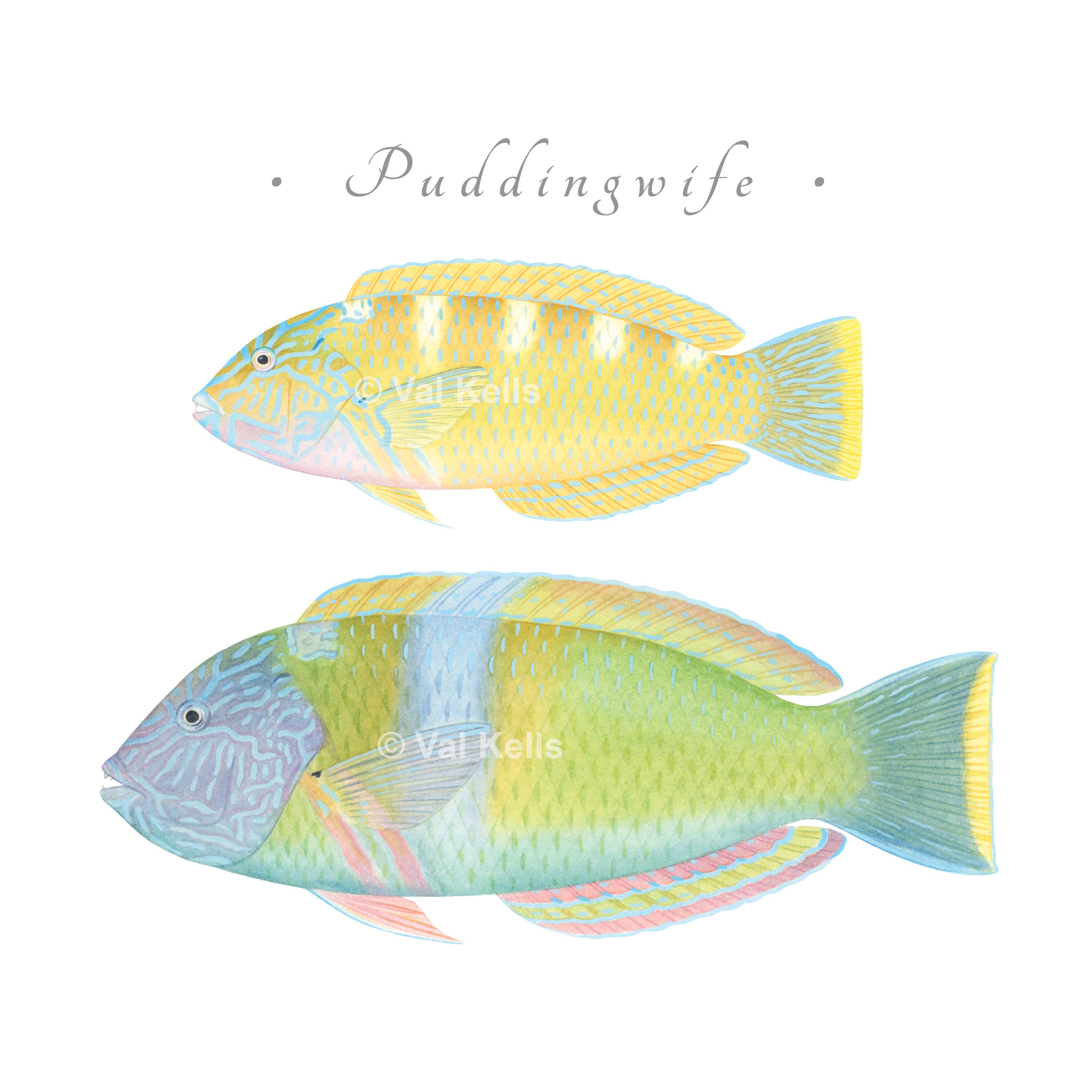 Parrotfishes Giclee Prints; Blue Parrotifsh, Redband Parrotfish ...