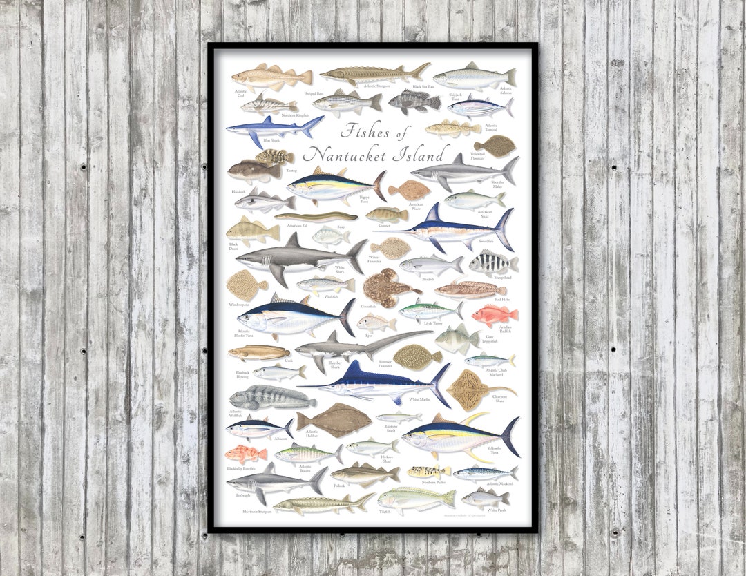 24x36 Fishes of Nantucket Island Poster; Fishes of Nantucket Poster ...