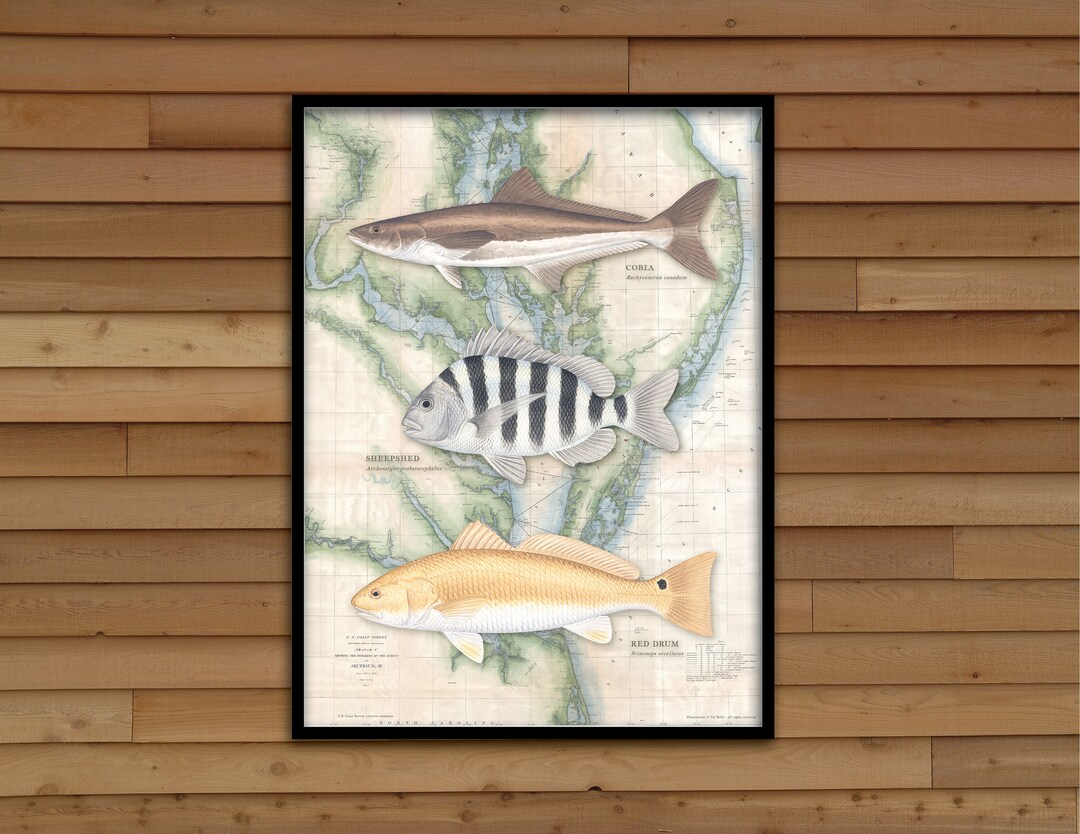 18x24 Chesapeake Bay Vintage NOAA Poster, Chesapeake Bay Poster, Cobia ...
