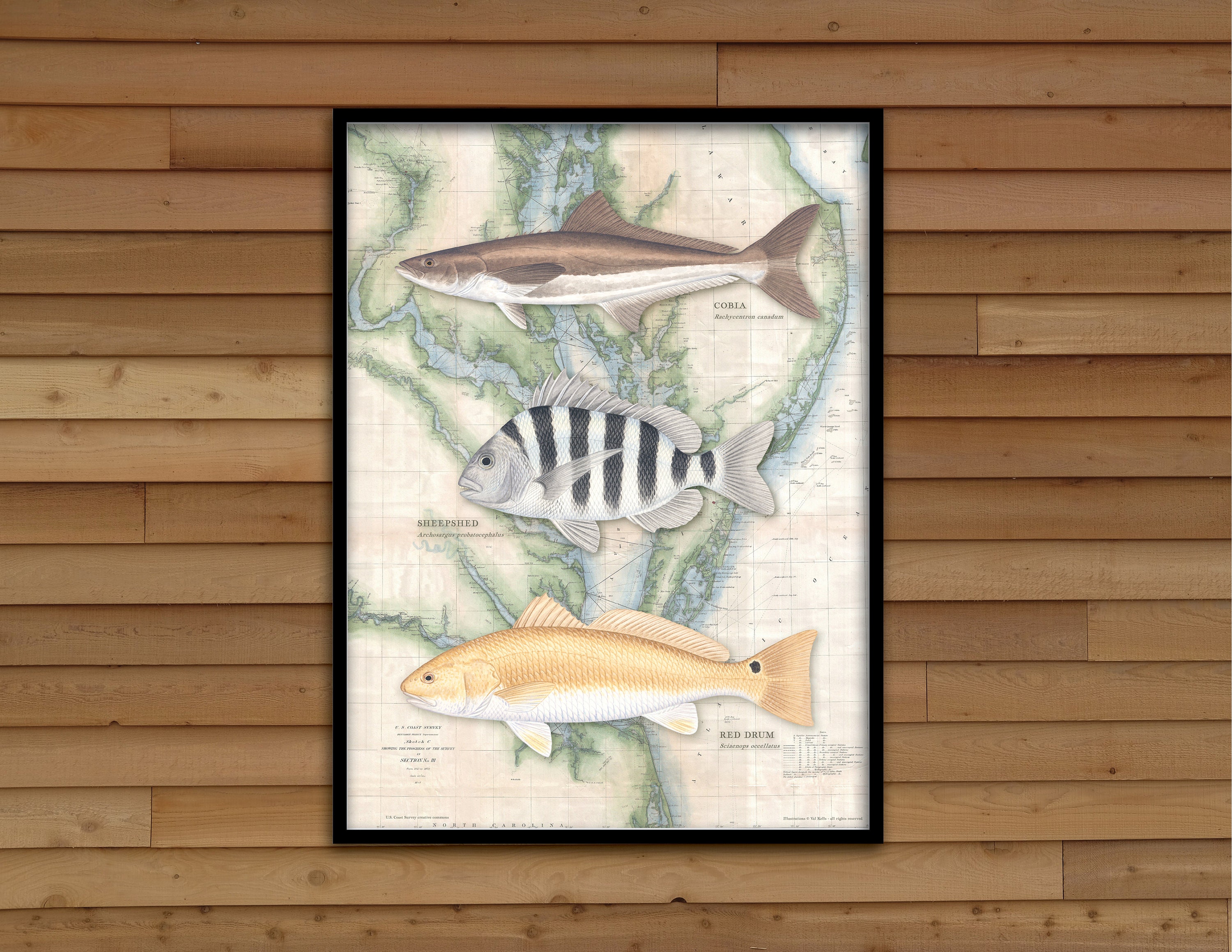 18x24 Chesapeake Bay Vintage NOAA Poster, Chesapeake Bay Poster, Cobia ...
