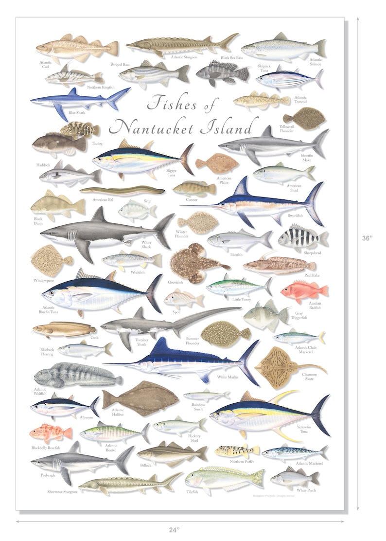 24x36 Fishes of Nantucket Island Poster; Fishes of Nantucket Poster ...