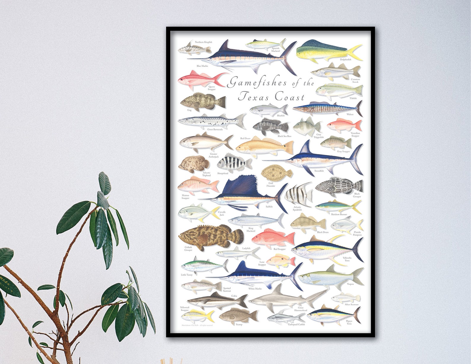 24x36 Gamefishes of the Texas Coast Poster, Texas Coast Poster, Texas ...