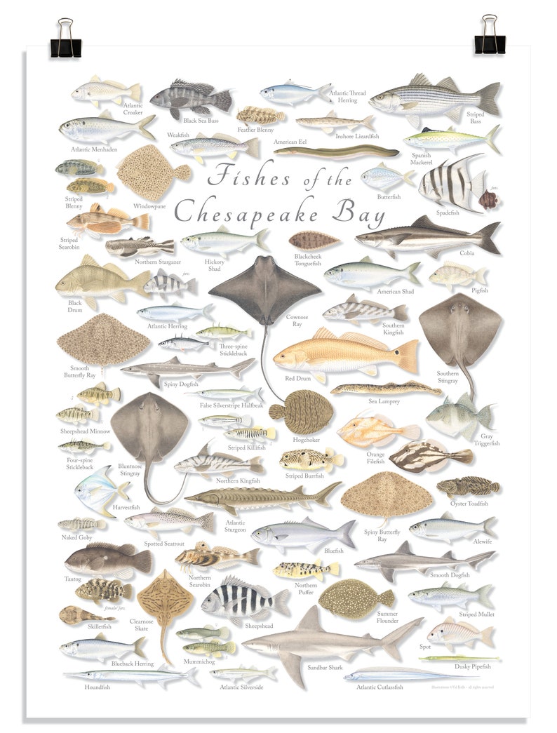 Fishes of the Chesapeake Bay poster Chesapeake Bay poster | Etsy