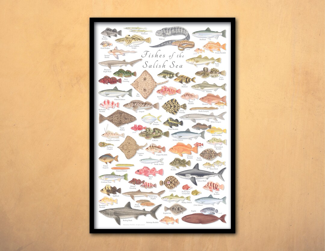 24x36 Fishes of the Salish Sea Poster; Salish Sea Fish Poster - Etsy