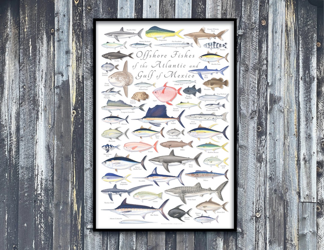 24x36 Offshore Fishes of the Atlantic & Gulf of Mexico Poster, Offshore ...