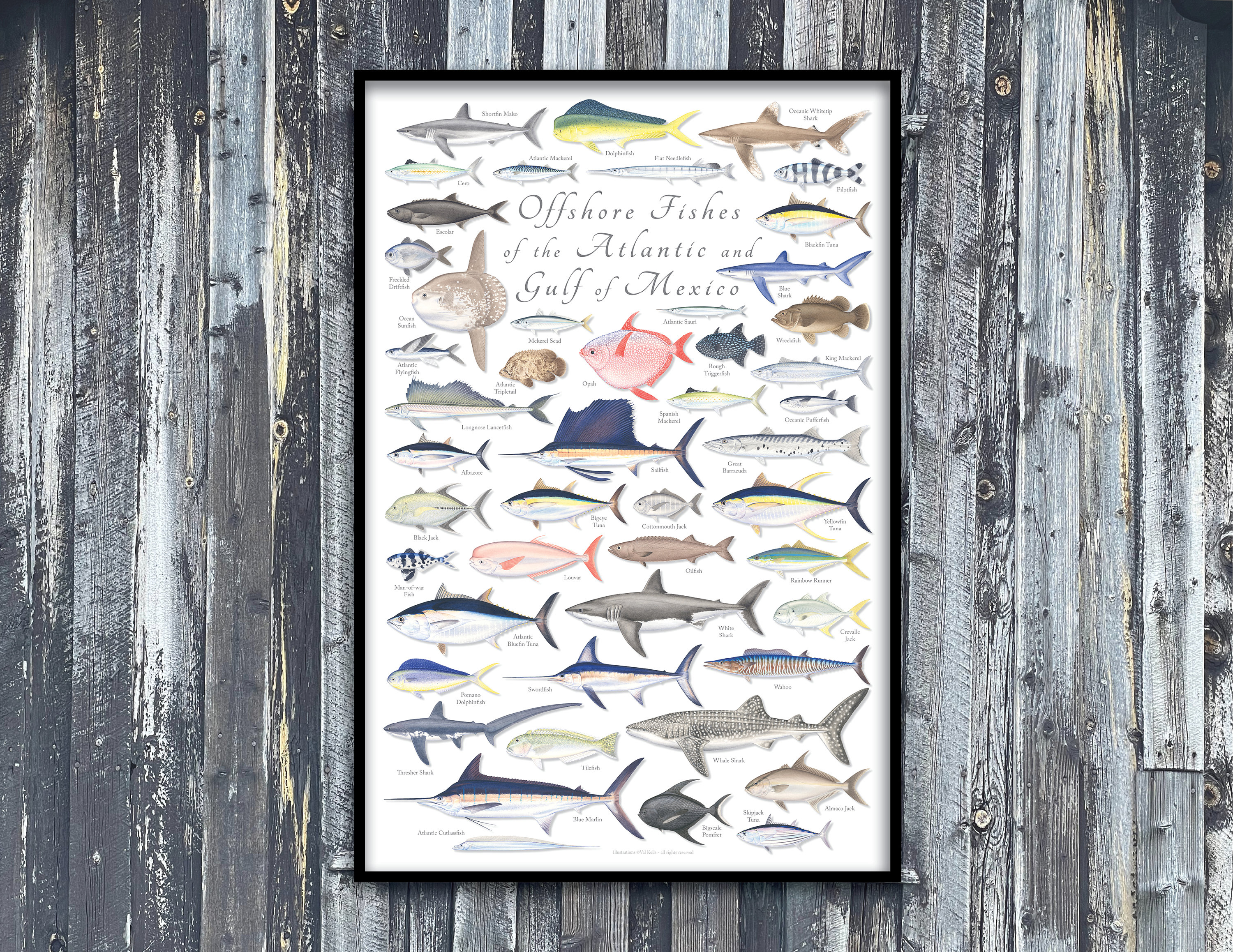 24x36 Offshore Fishes of the Atlantic & Gulf of Mexico Poster; Offshore ...