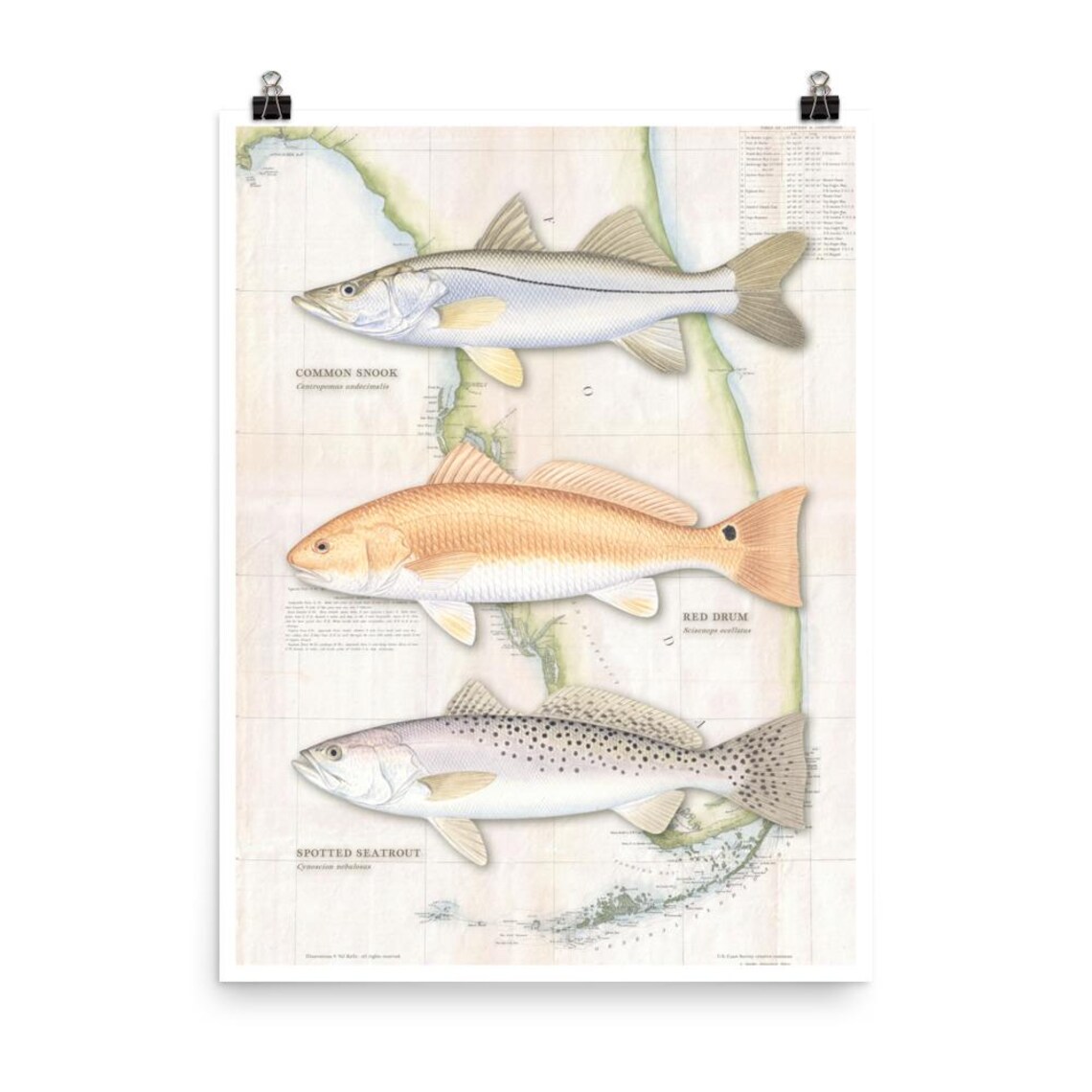 18x24 Florida Vintage NOAA Chart Poster; Snook Poster; Red Drum Poster ...