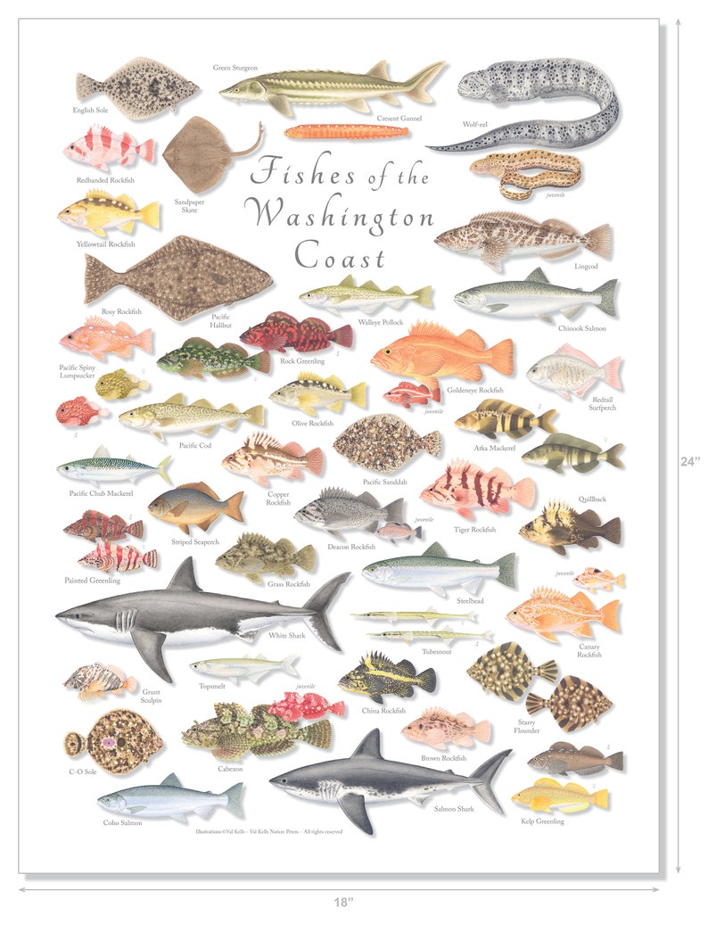 18x24 Fishes of the Washington Coast Poster Washington Coast Fish ...