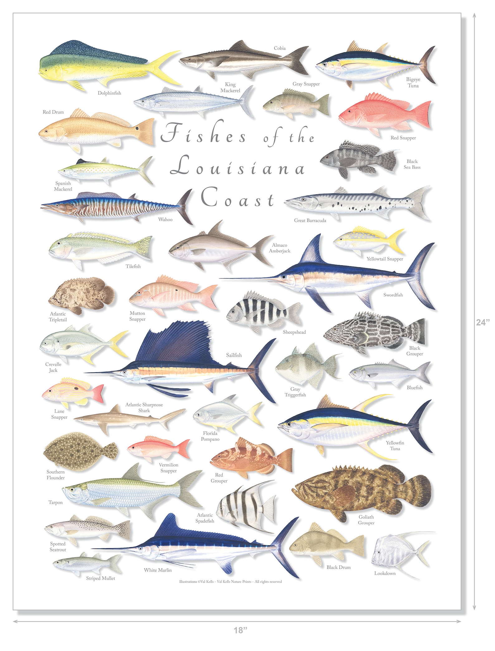 18x24 Fishes of the Louisiana Coast Poster; Louisiana Fish Poster ...