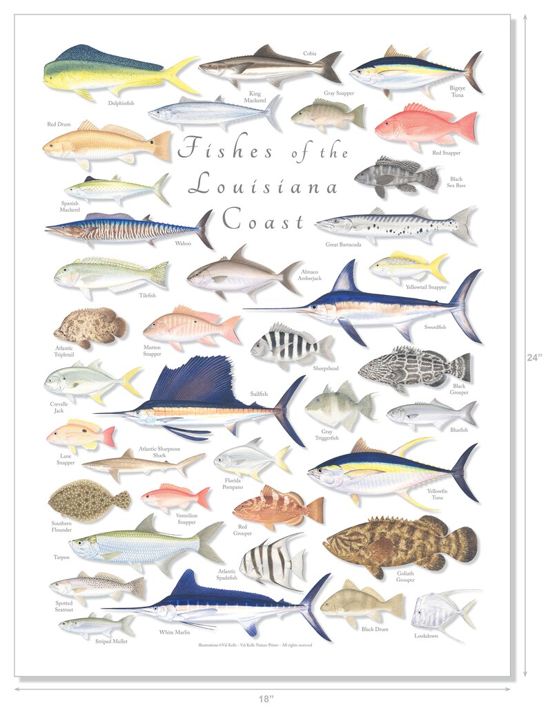 18x24 Fishes of the Louisiana Coast Poster; Louisiana Fish Poster ...