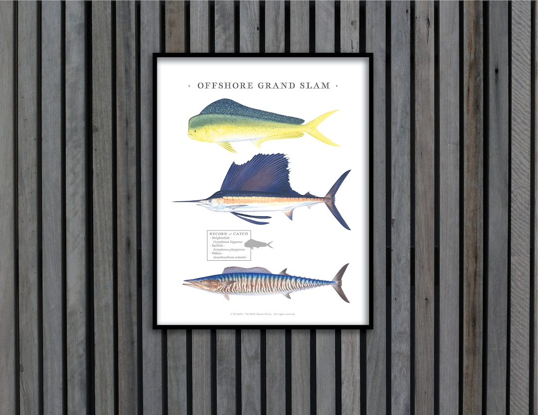 11x14 Offshore IGFA Grand Slam Print; Dolphinfish, Sailfish, Wahoo ...