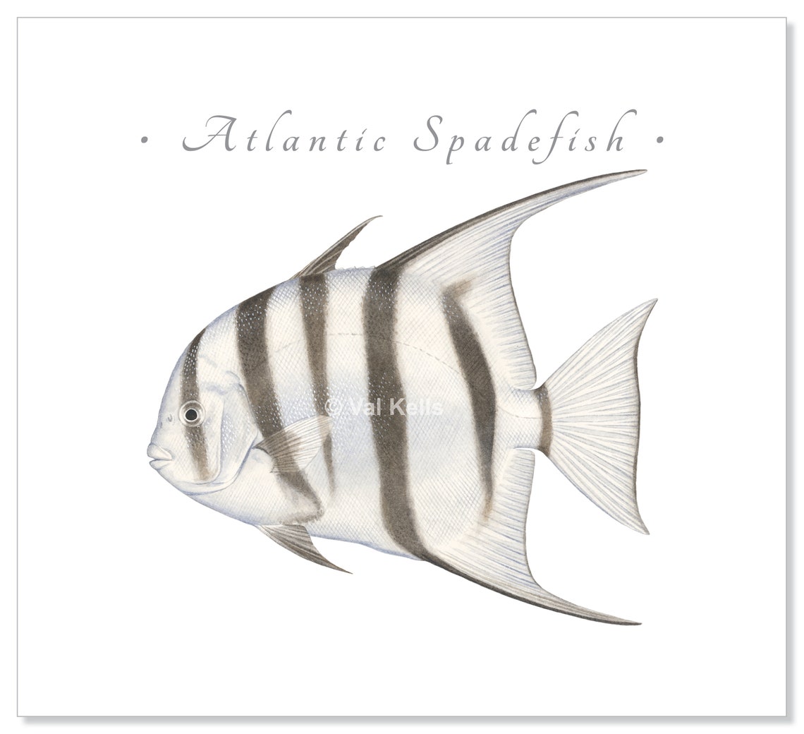 Atlantic & Pacific Spadefish Giclee Prints; Atlantic Spadefish, Pacific ...