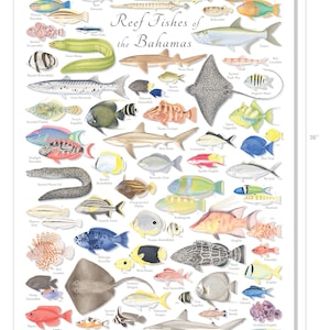 24x36 Reef Fishes of the Bahamas Poster Bahamas Reef Fishes Poster ...