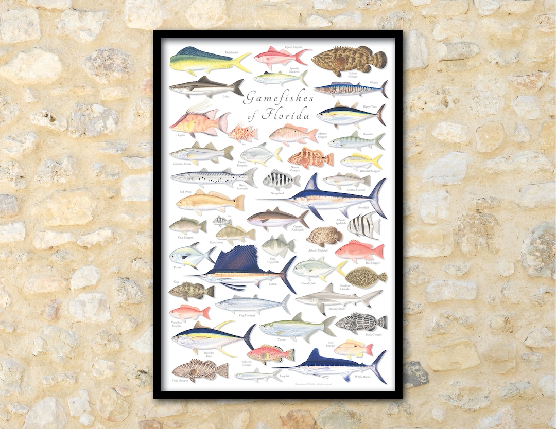 24x36 Gamefishes of Florida Poster; Florida Gamefishes Poster; Florida ...