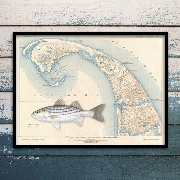 Striped Bass - Etsy