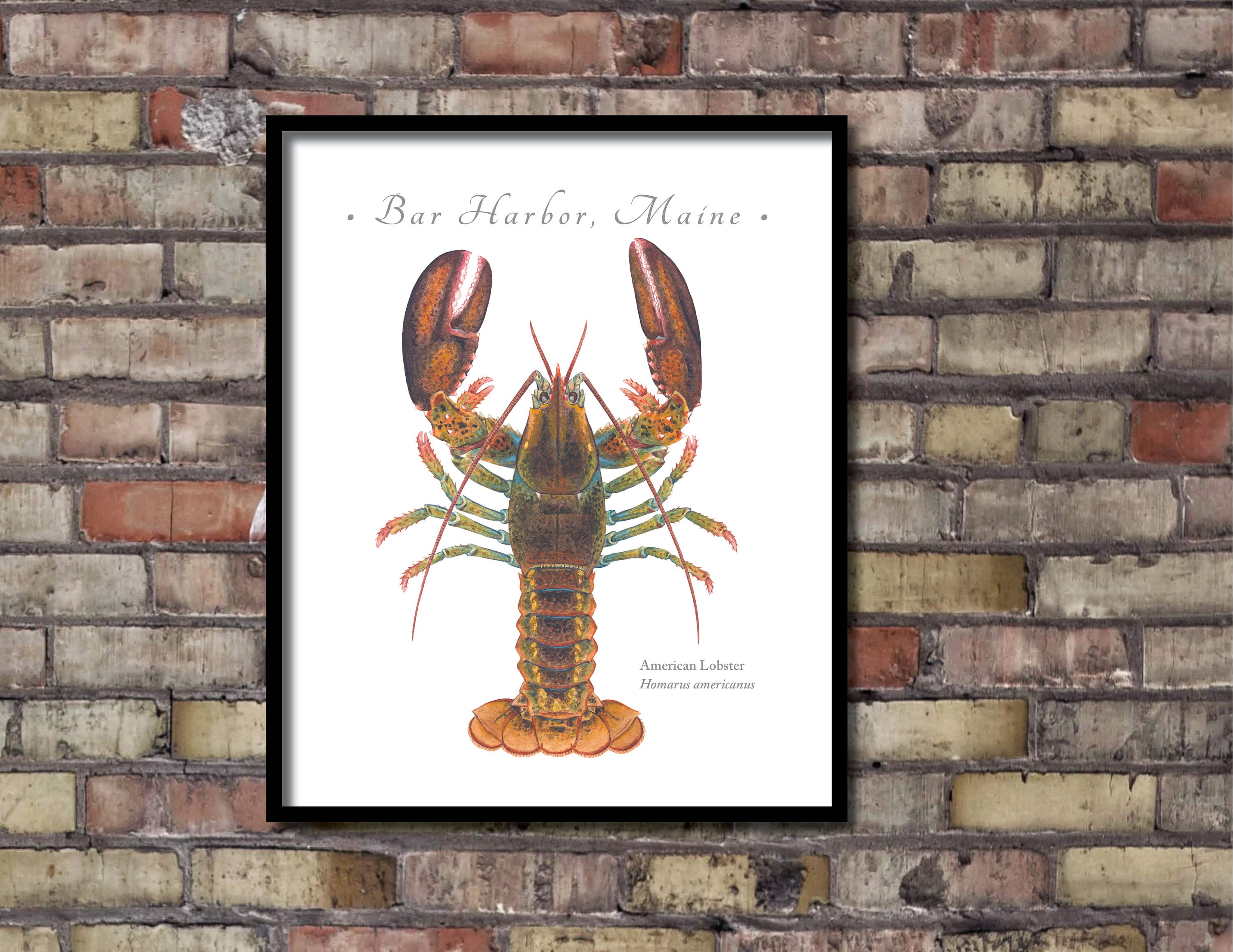 American Lobster Giclee Prints CUSTOMIZABLE Lobster Giclee - Etsy