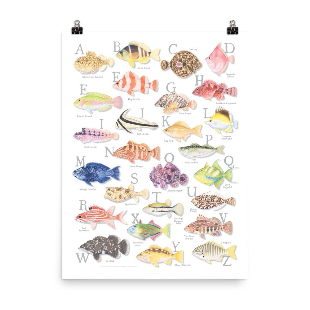 18x24 Fish Alphabet Poster Fun Alphabet Poster Super Colorful Fish ...