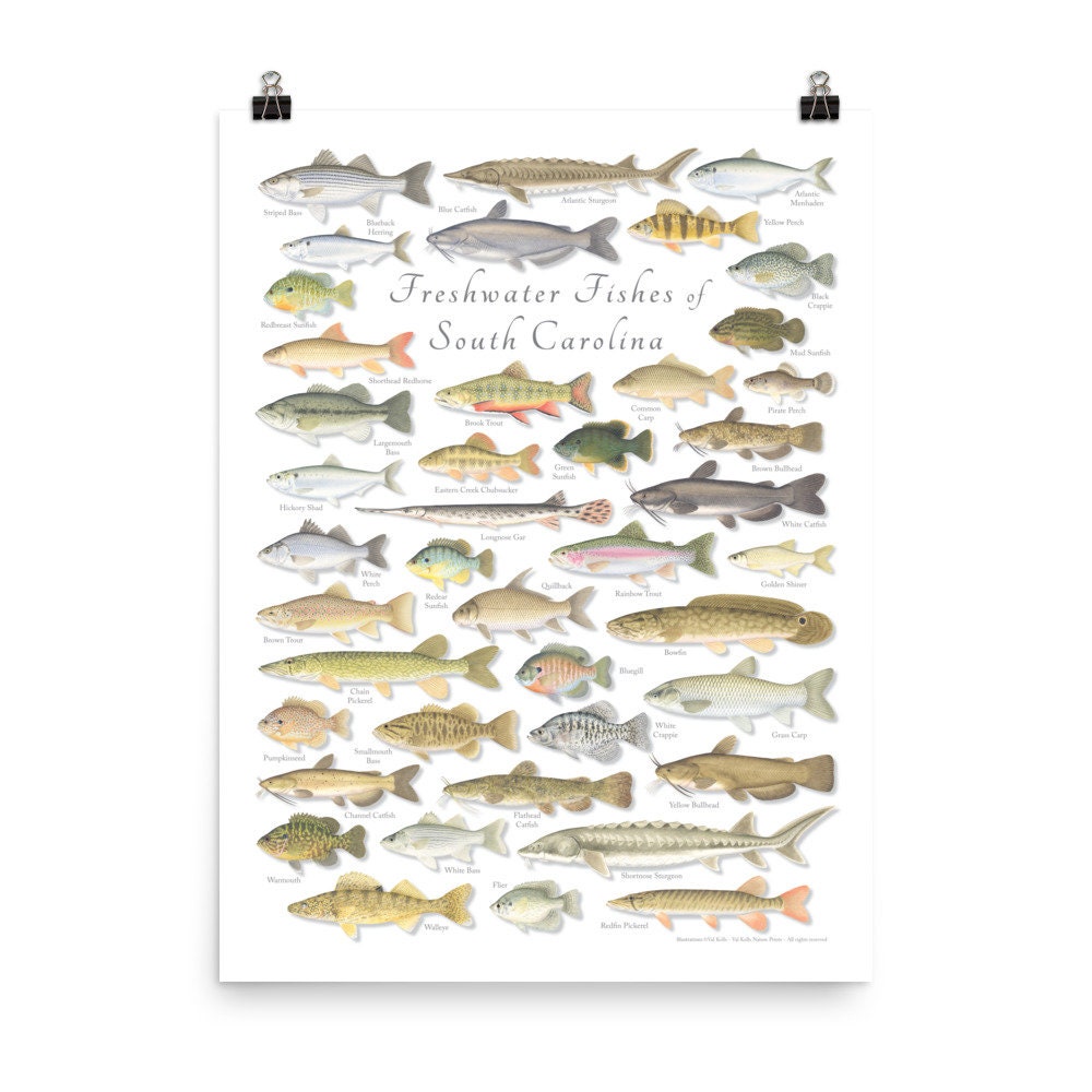 18x24 Freshwater Fishes of South Carolina Poster South Carolina ...