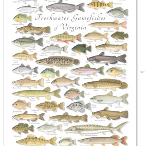 18x24 Freshwater Gamefishes of Virginia Poster; Virginia Fishes Poster ...