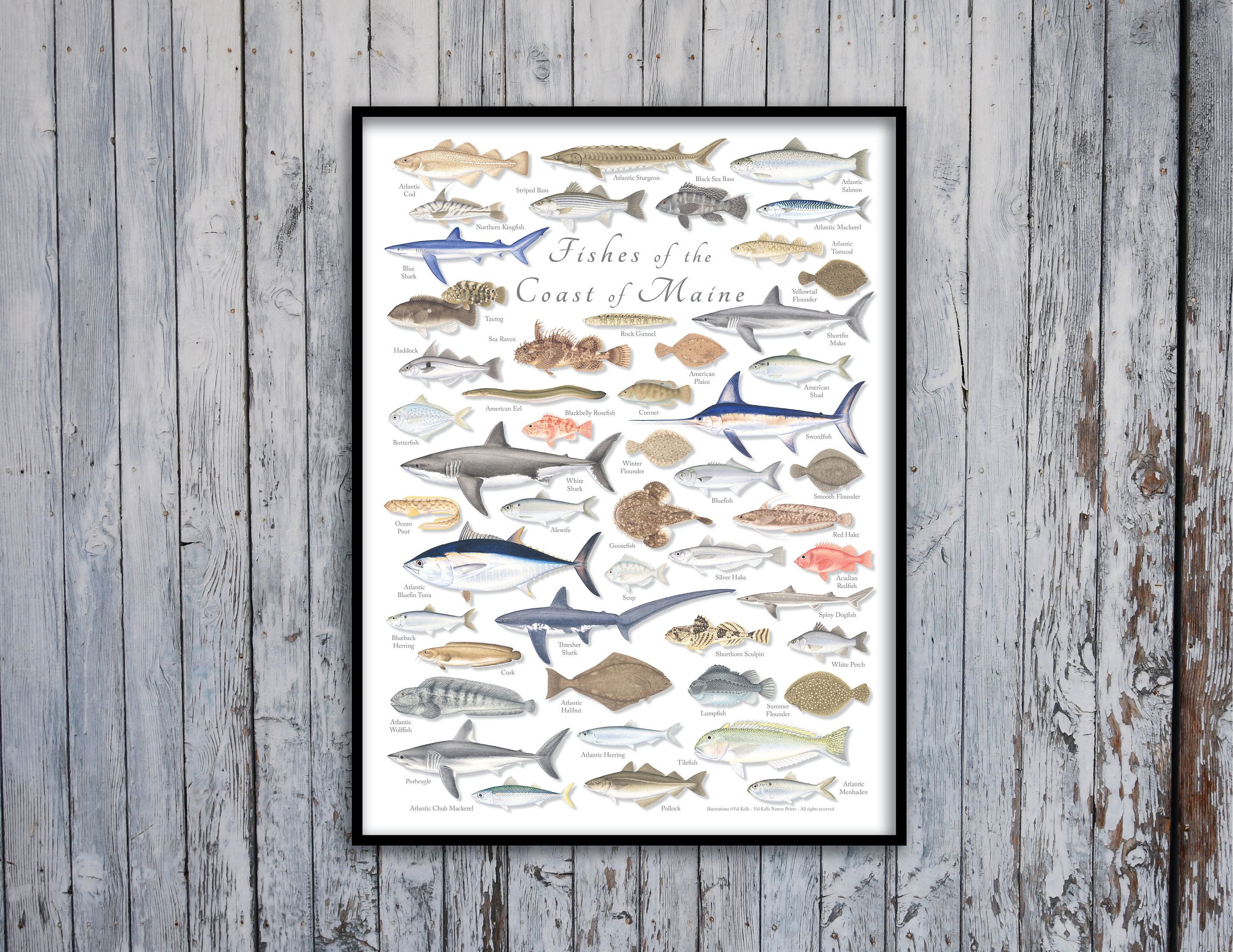 18x24 Fishes of the Coast of Maine Poster, Fishes of Maine Poster ...