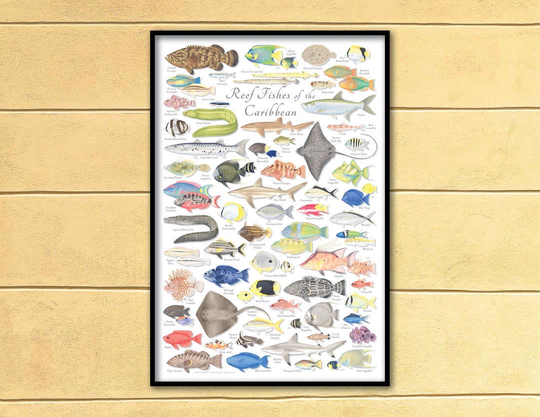 24x36 Reef Fishes of the Caribbean Poster; 24x36 Caribbean Reef Fish ...