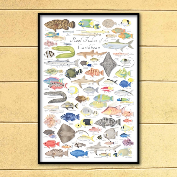 Caribbean Fish Poster - Etsy