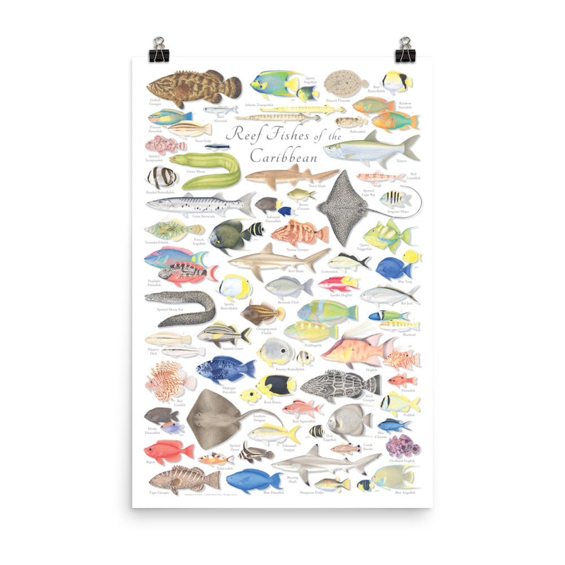 24x36 Reef Fishes of the Caribbean Poster 24x36 Caribbean Reef Fish ...