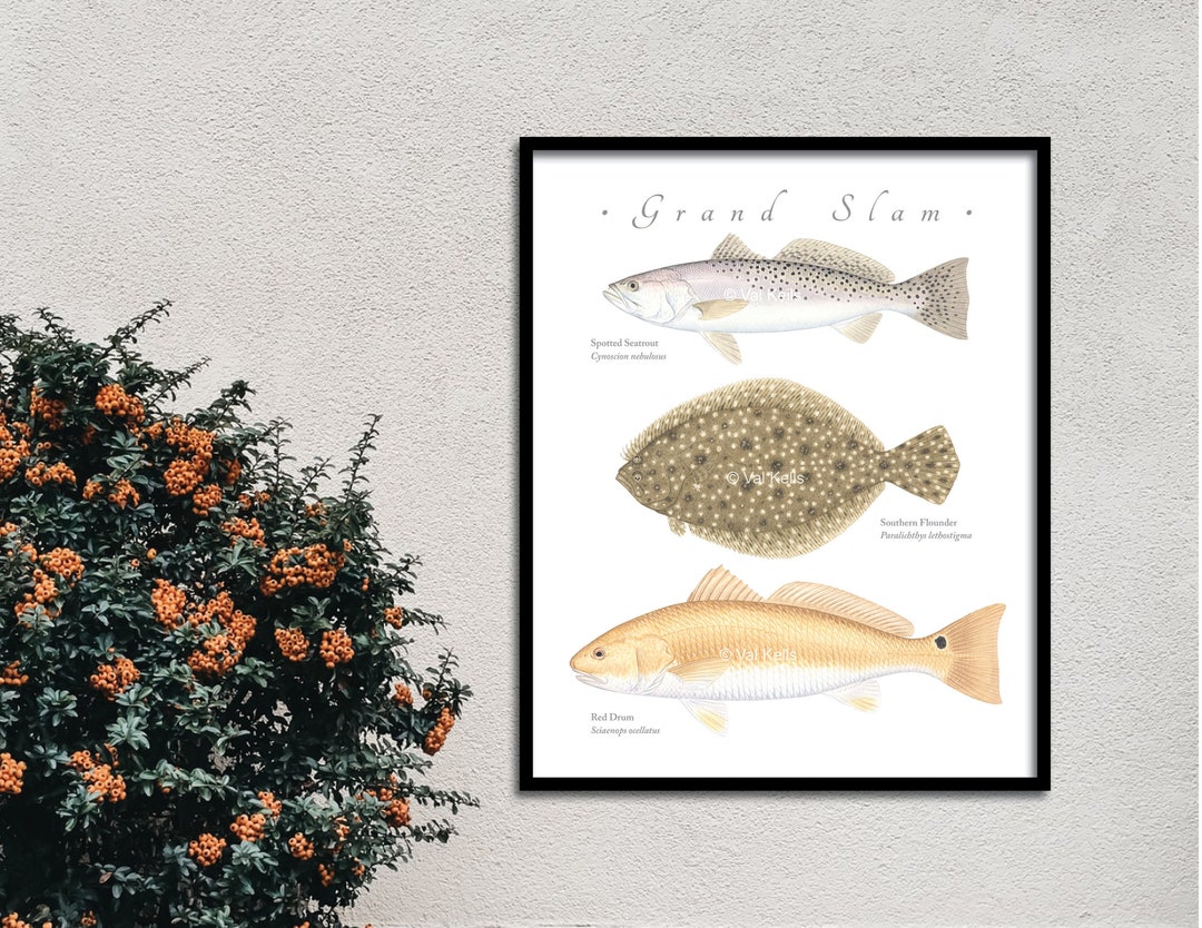Seatrout, Flounder, Red Drum Grand Slam/panhandle Slam Giclee; Seatrout ...
