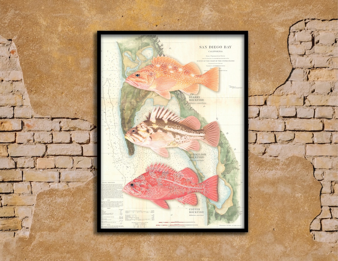 18x24 San Diego Bay Vintage NOAA Poster #2; San Diego Bay Fish Poster ...