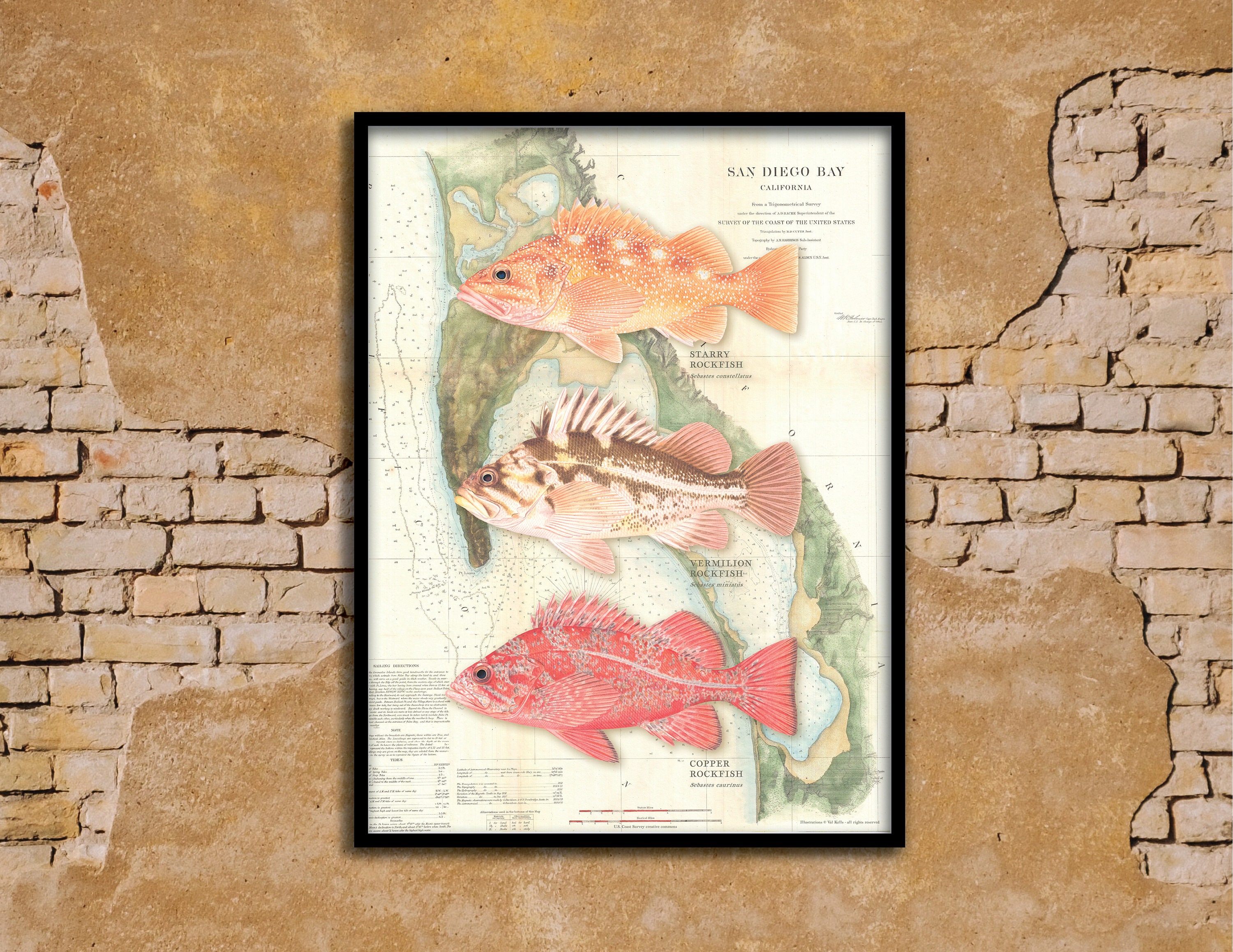 18x24 San Diego Bay Vintage NOAA Poster 2 San Diego Bay Fish - Etsy