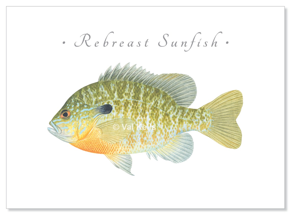 Sunfish Giclee Prints Redear & Banded Sunfish Blackbanded - Etsy