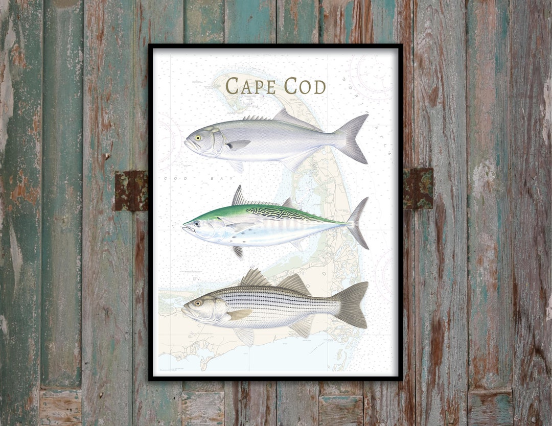 18x24 Cape Cod NOAA Chart Poster; Cape Cod Nautical Chart Poster; Cape ...