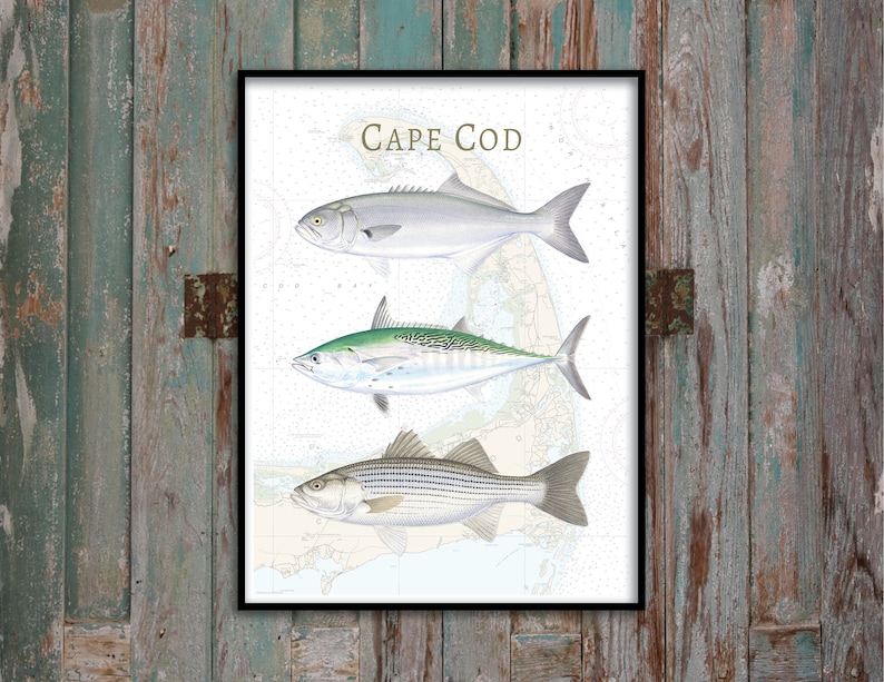 Cape Cod NOAA Chart Poster Cape Cod Nautical Chart Poster - Etsy