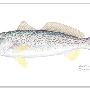 Seatrout Giclee Prints; Spotted Seatrout Giclee, Weakfish Giclee ...