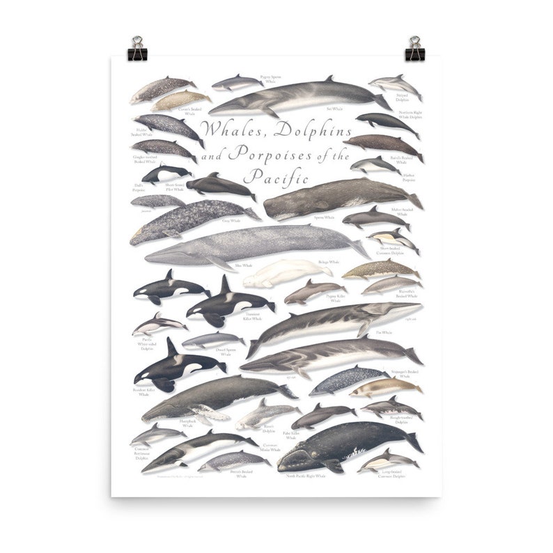 18x24 Whales, Dolphins, and Porpoises of the Pacific Poster, Pacific ...