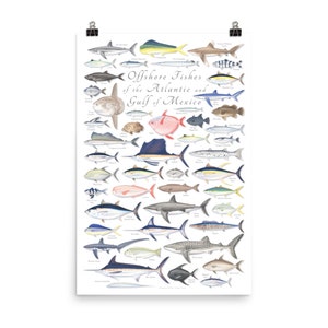 24x36 Offshore Fishes of the Atlantic & Gulf of Mexico Poster, Offshore ...