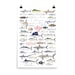 24x36 Offshore Fishes of the Atlantic & Gulf of Mexico Poster, Offshore ...