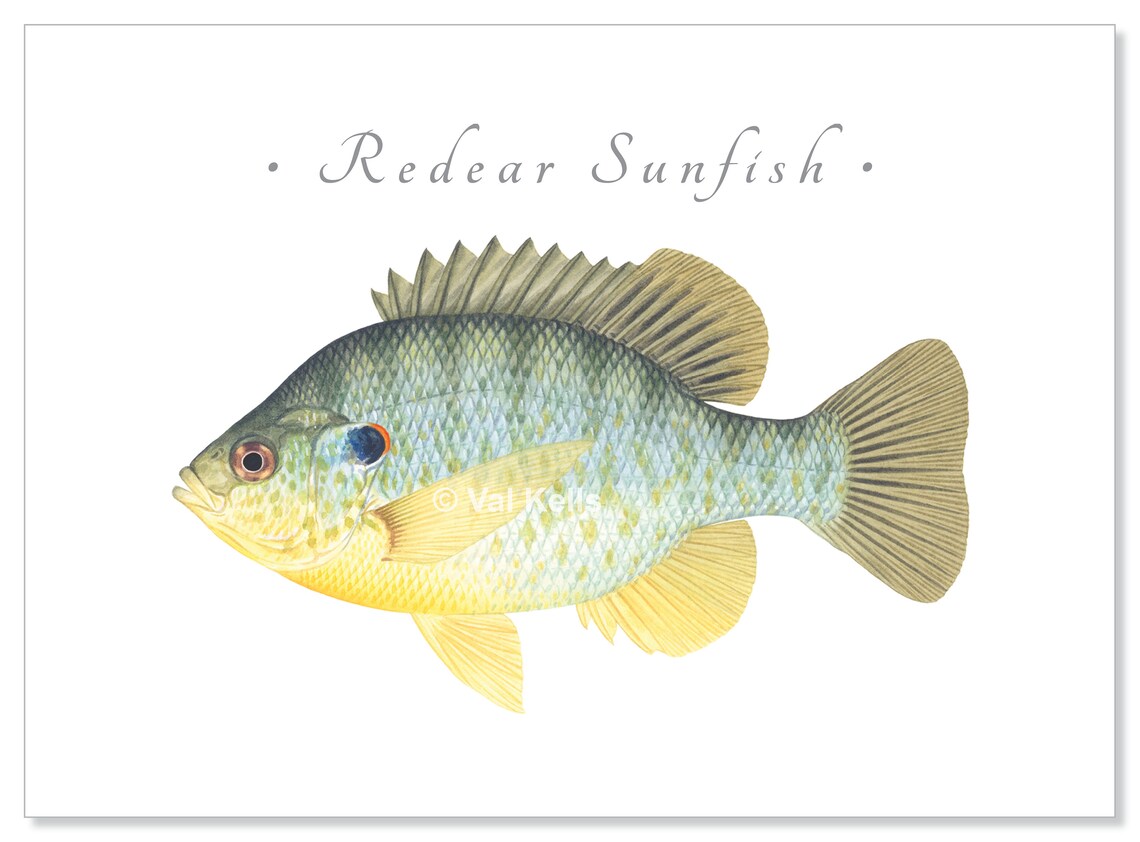 Sunfish Giclee Prints Redear & Banded Sunfish Blackbanded - Etsy