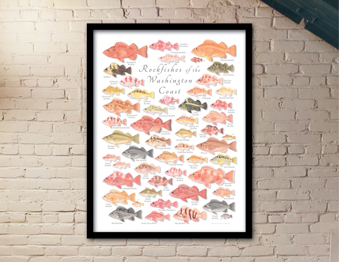 FRAMED 18x24 Rockfishes of the Washington Coast Poster; Framed ...