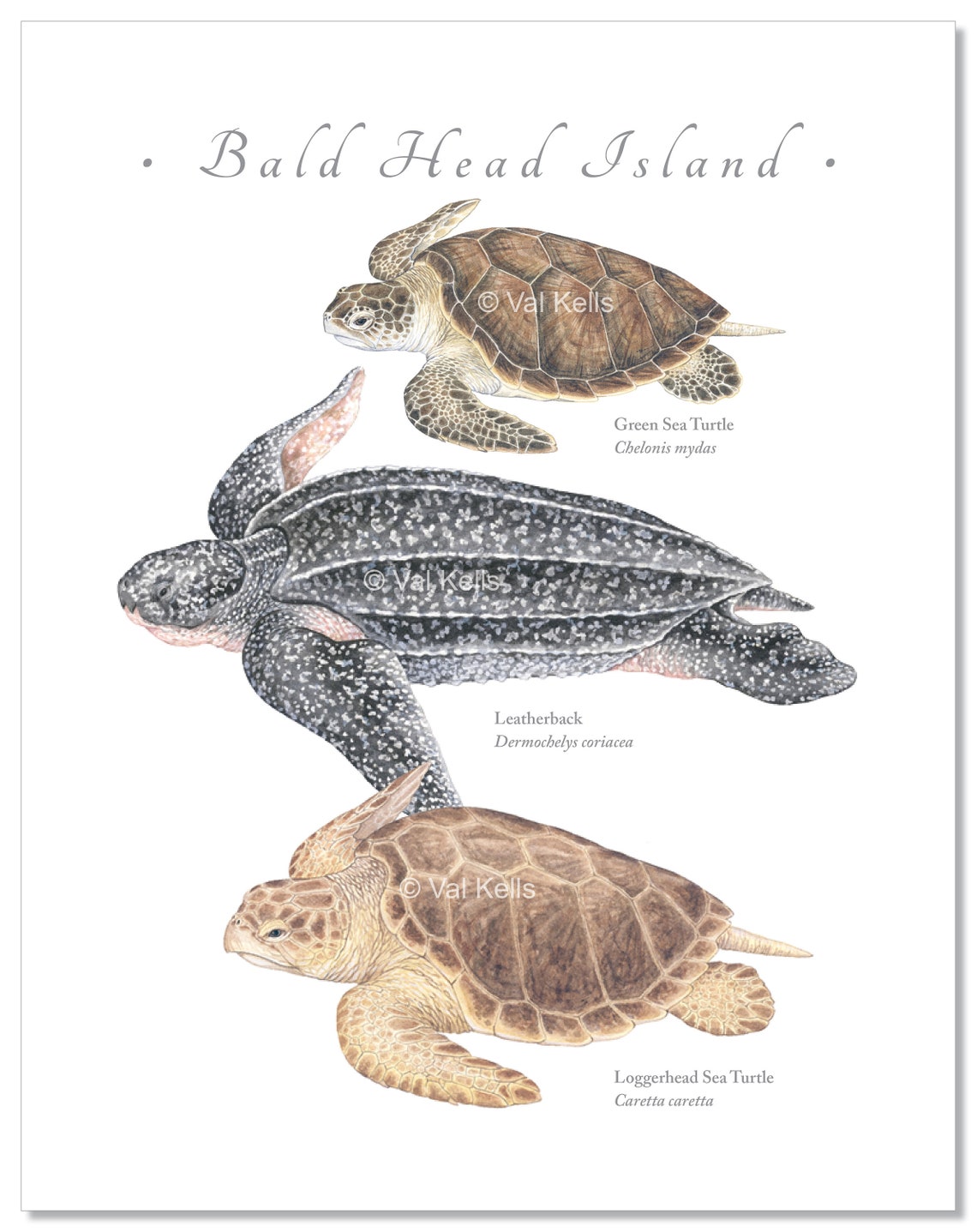 Green Sea Turtle Leatherback Loggerhead Giclee Print - Etsy