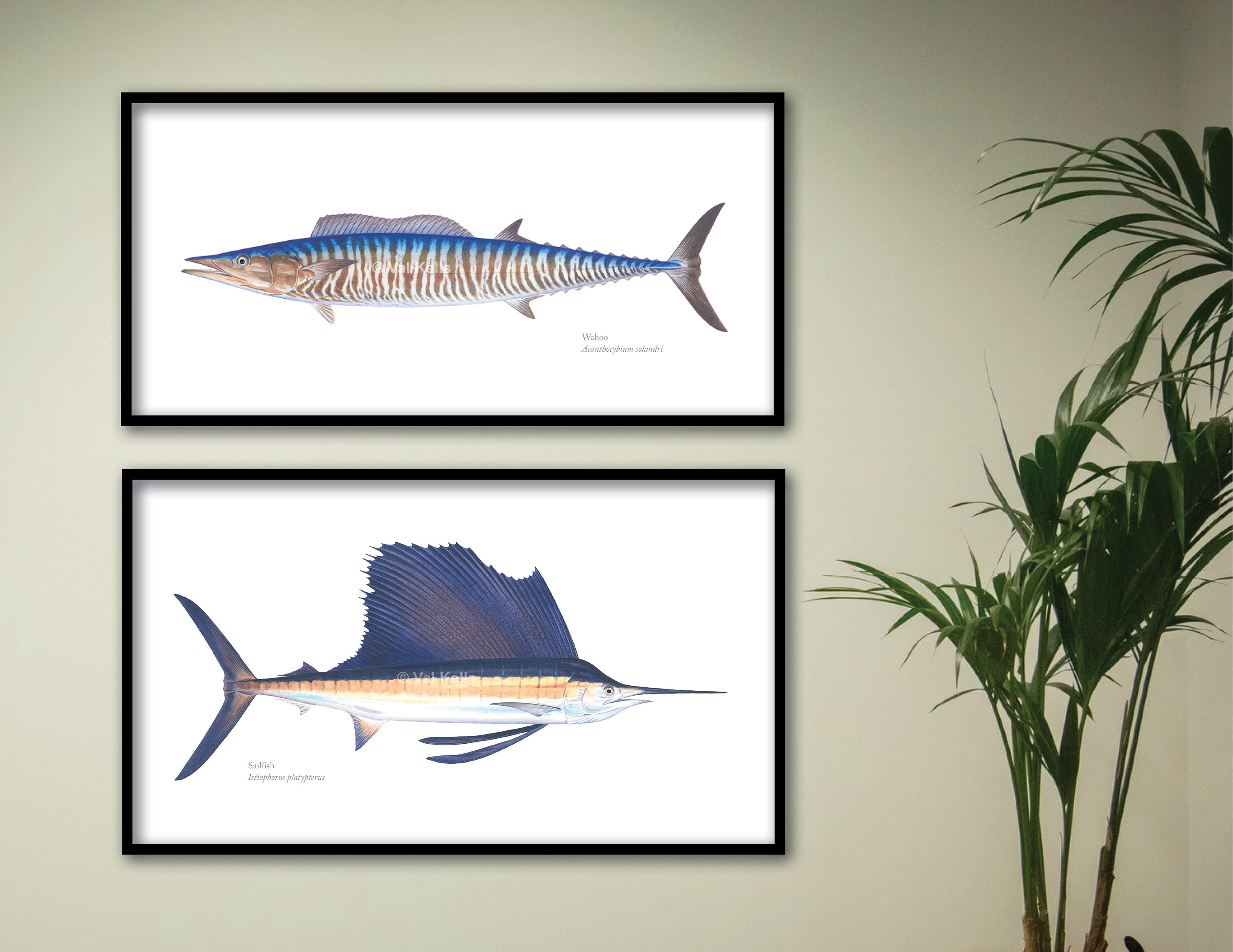 Sailfish and Wahoo Giclee Prints in Vivid, Life-like Color; 2 Options ...