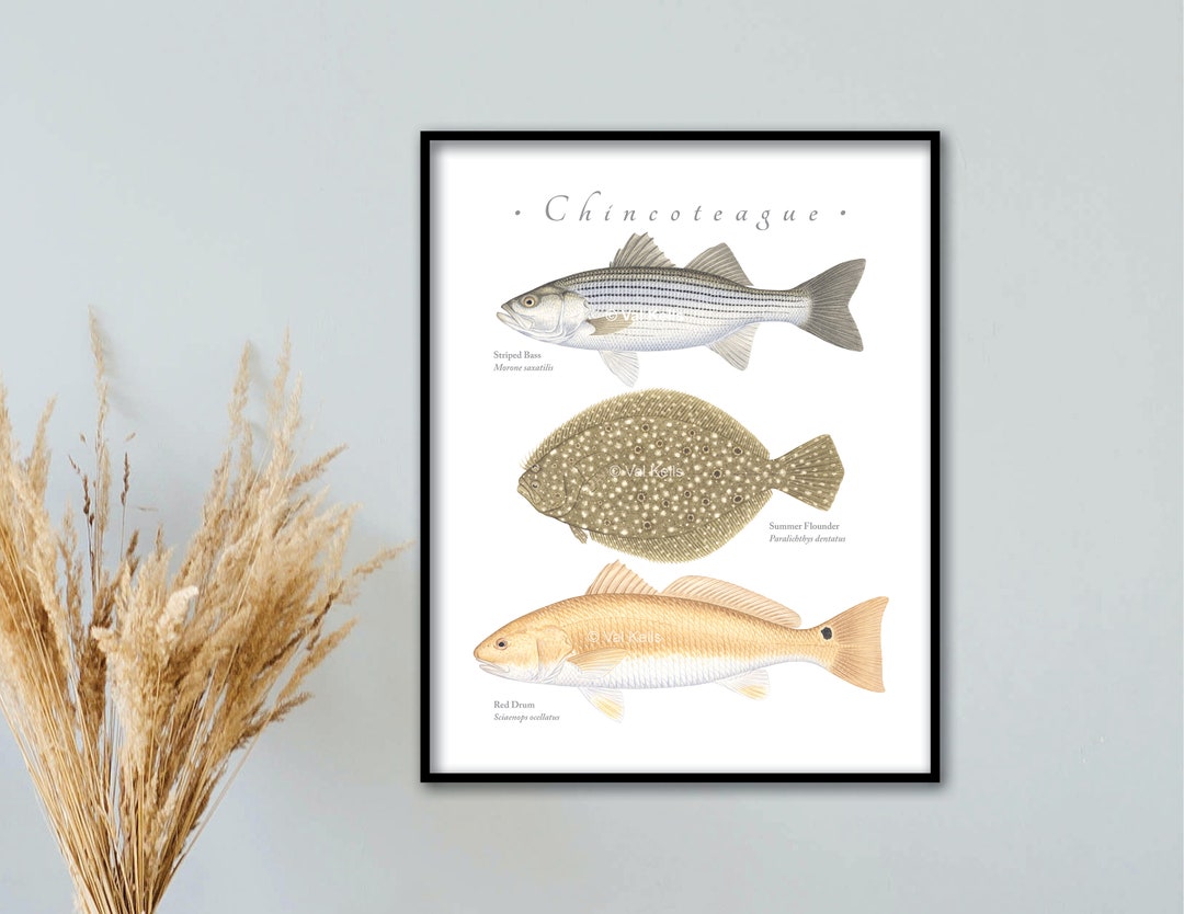 CUSTOMIZABLE Striped Bass, Summer Flounder, Red Drum Giclee ...