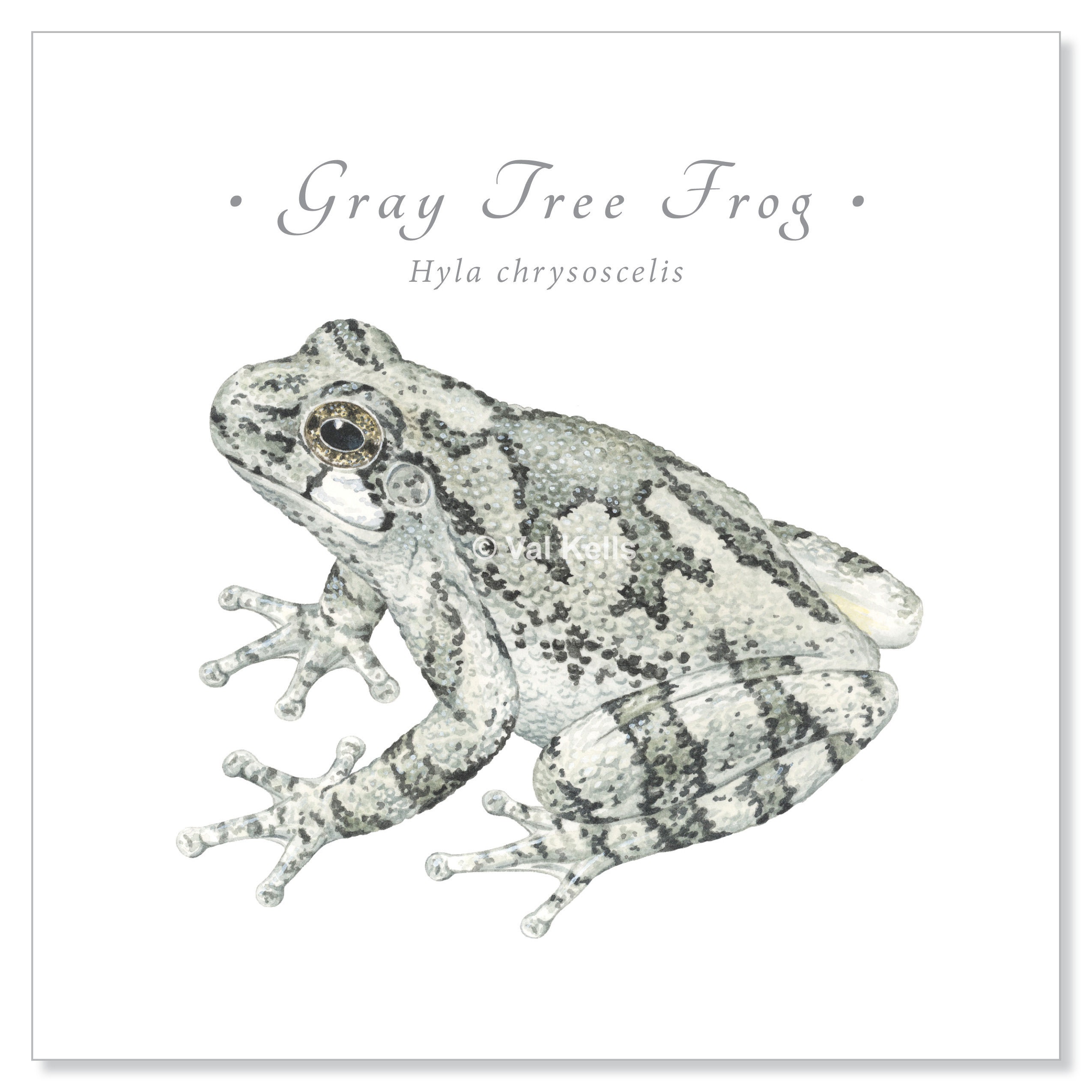 Eastern and Western US Tree Frog and Toad Giclee Prints Green - Etsy