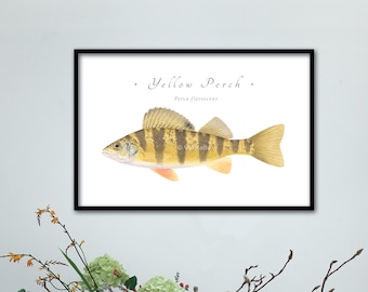 Yellow Perch - Print - Etsy