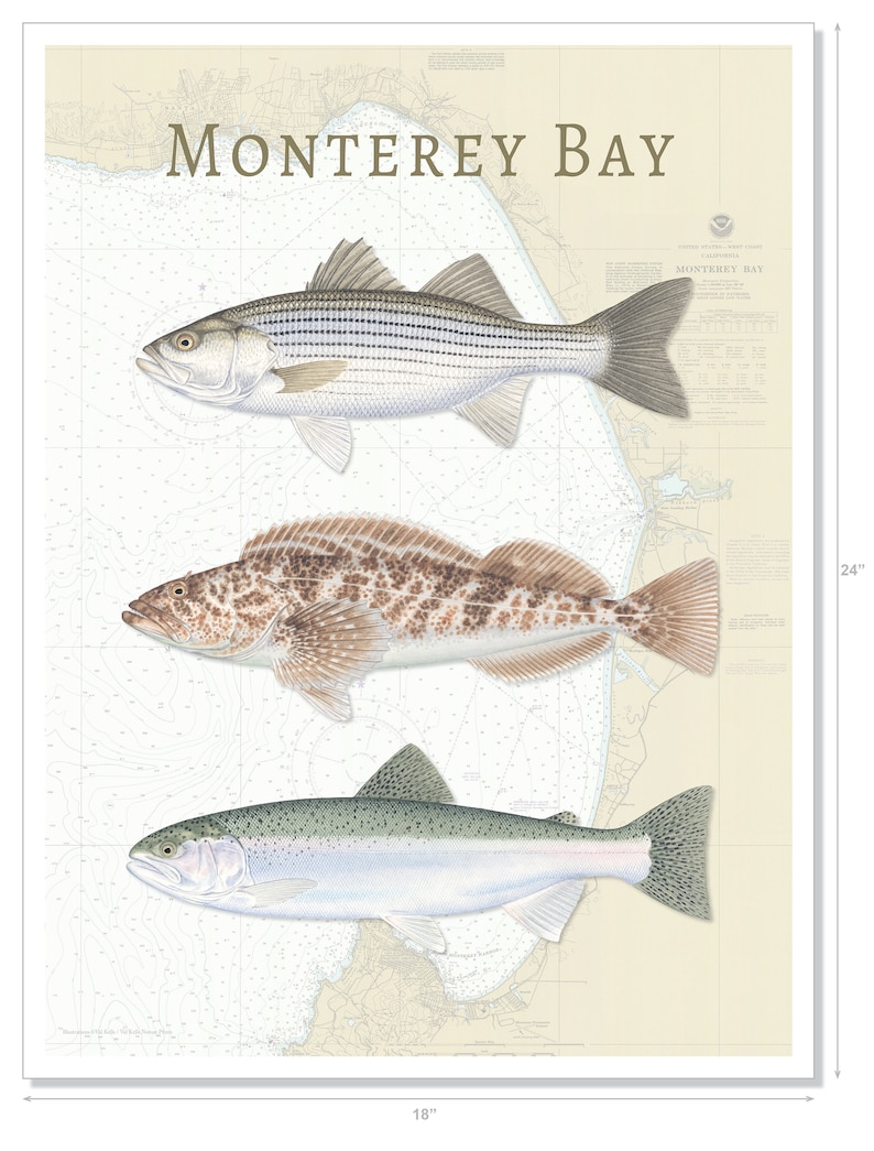 18x24 Monterey Bay NOAA Chart Poster; Monterey Bay Poster; Striped Bass ...