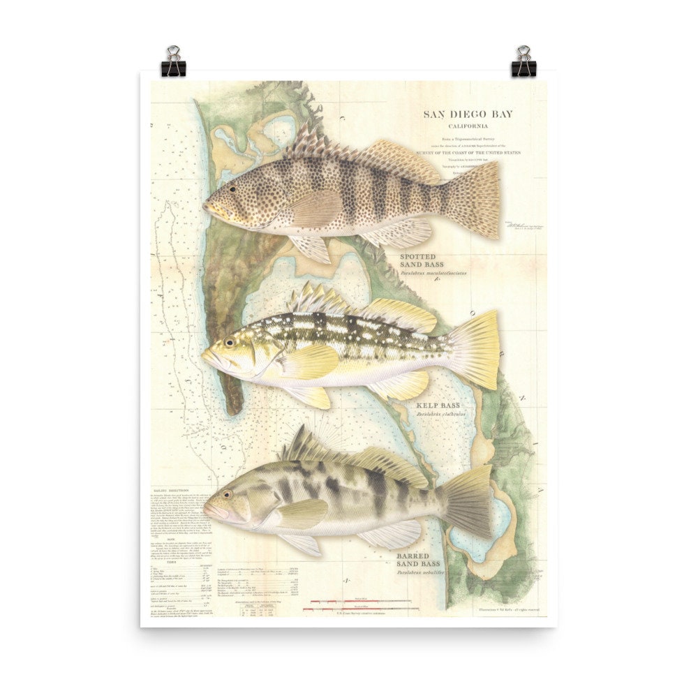 18x24 San Diego Bay Vintage NOAA Poster San Diego Bay Poster, Sand Bass ...