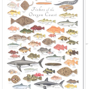 18x24 Fishes of the Oregon Coast Poster; Fishes of Oregon Poster ...