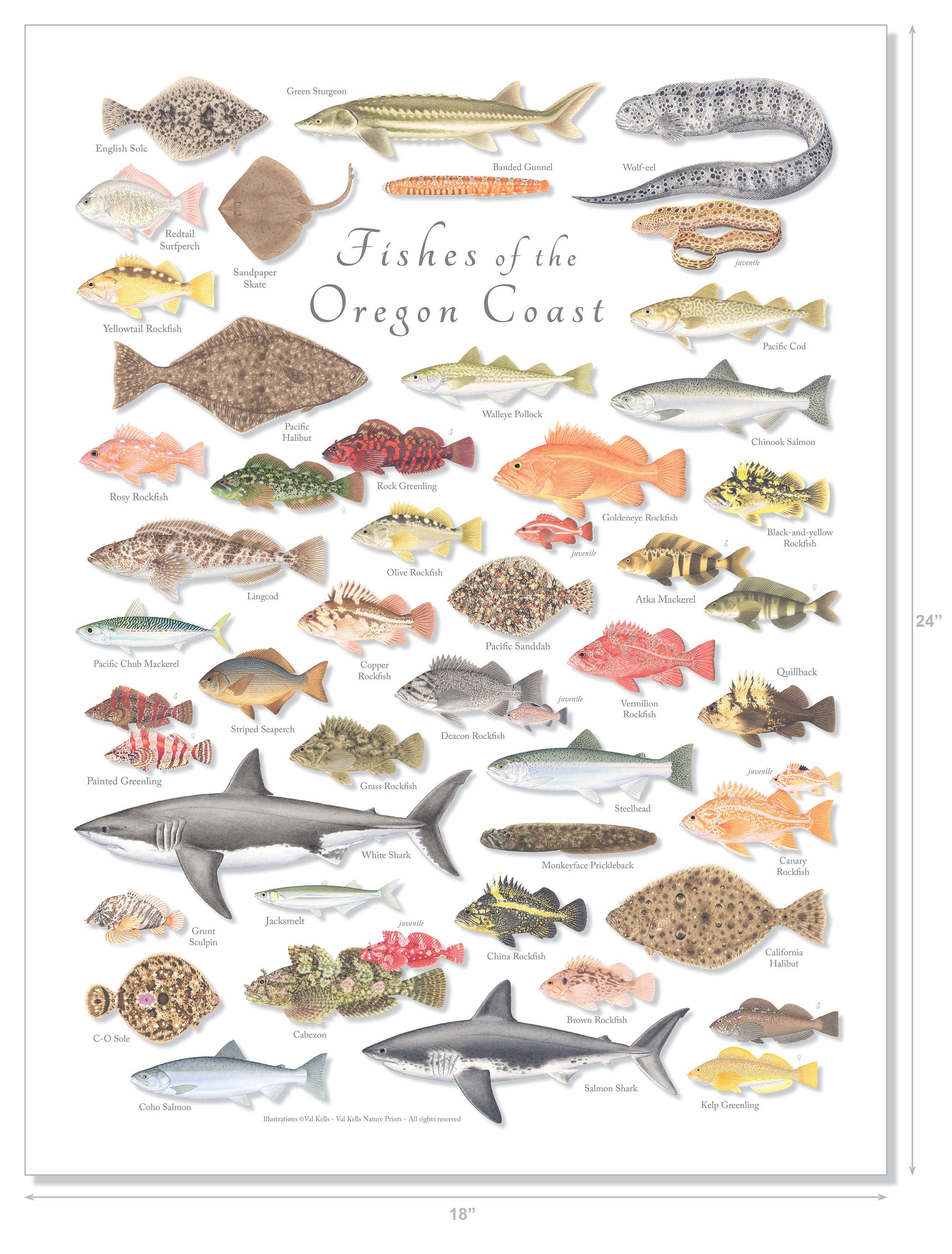 18x24 Fishes of the Oregon Coast Poster Fishes of Oregon Poster Oregon ...
